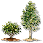 Camellia sinensis: el arbusto que guarda todos los secretos del té – La ...